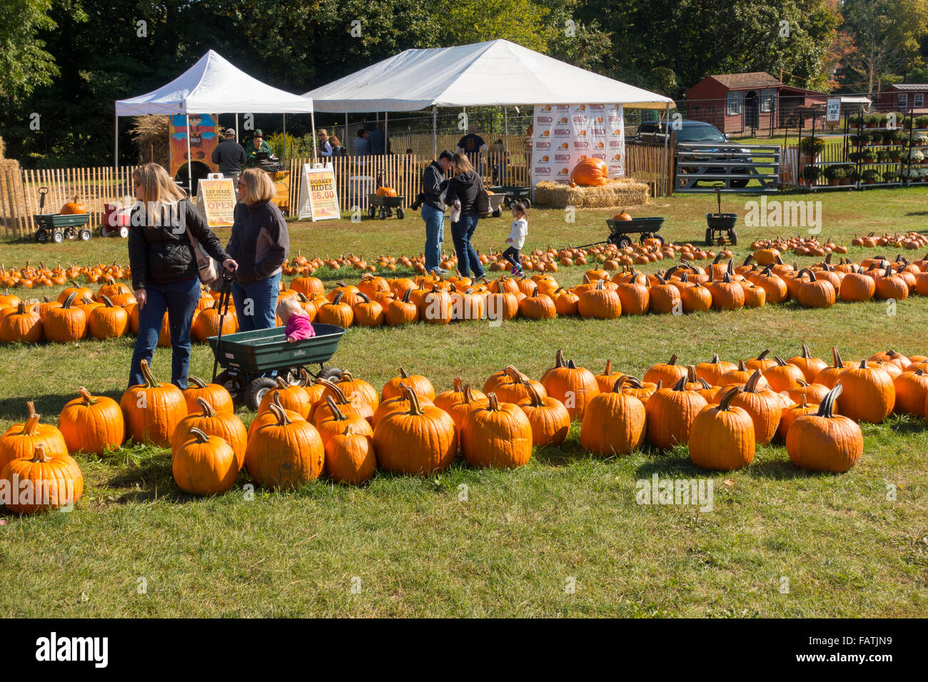 pumpkin picking in autumn Stock Photo - Alamy