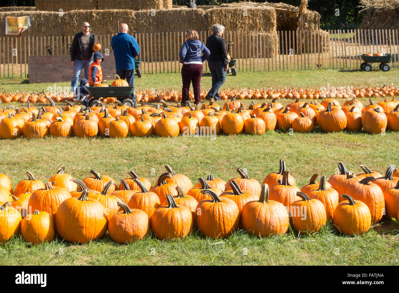 pumpkin picking in autumn Stock Photo - Alamy