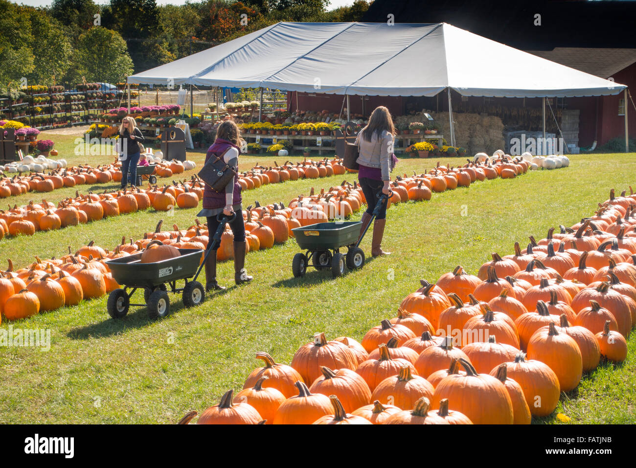 pumpkin picking in autumn Stock Photo - Alamy