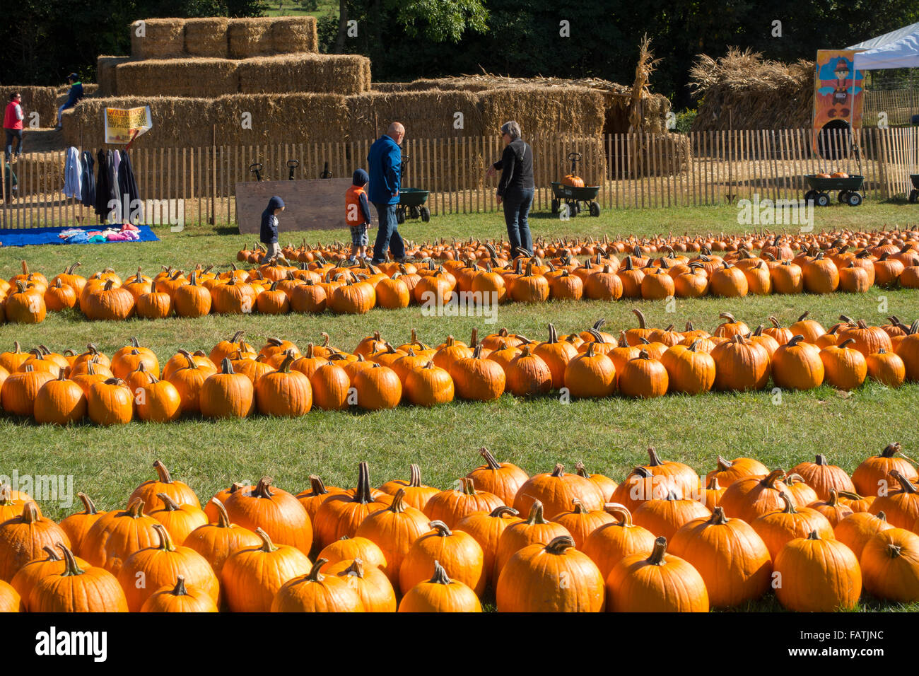pumpkin picking in autumn Stock Photo - Alamy