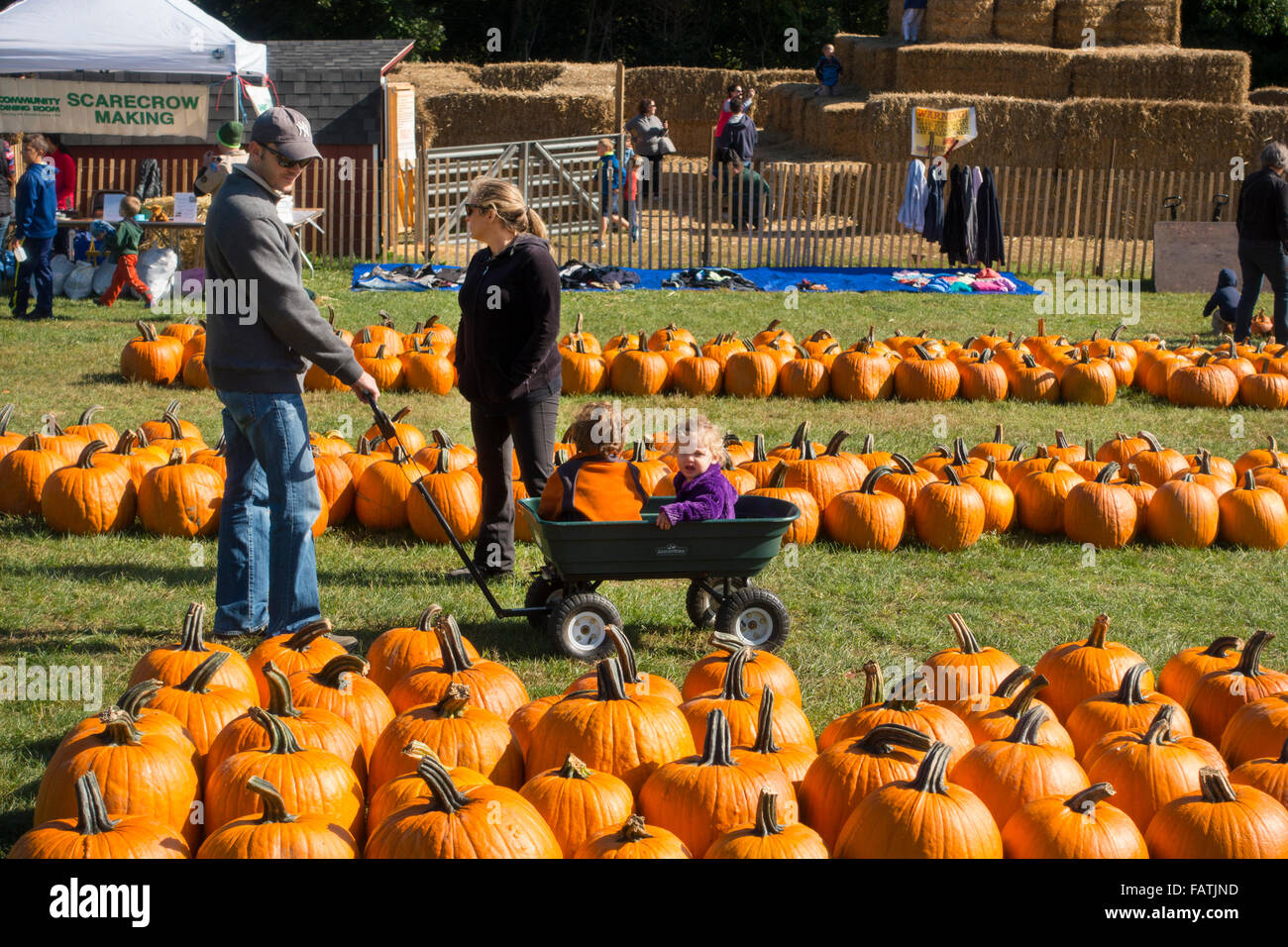 pumpkin picking in autumn Stock Photo - Alamy