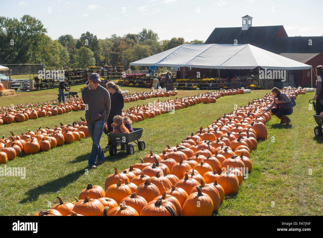 pumpkin picking in autumn Stock Photo - Alamy