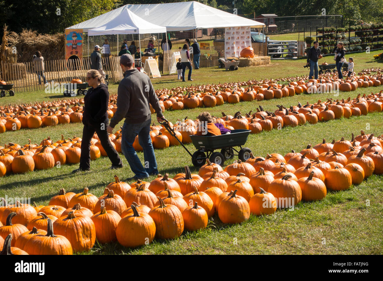 pumpkin picking in autumn Stock Photo - Alamy