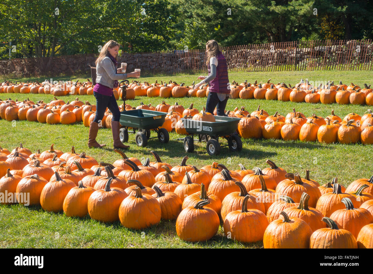 pumpkin picking in autumn Stock Photo - Alamy