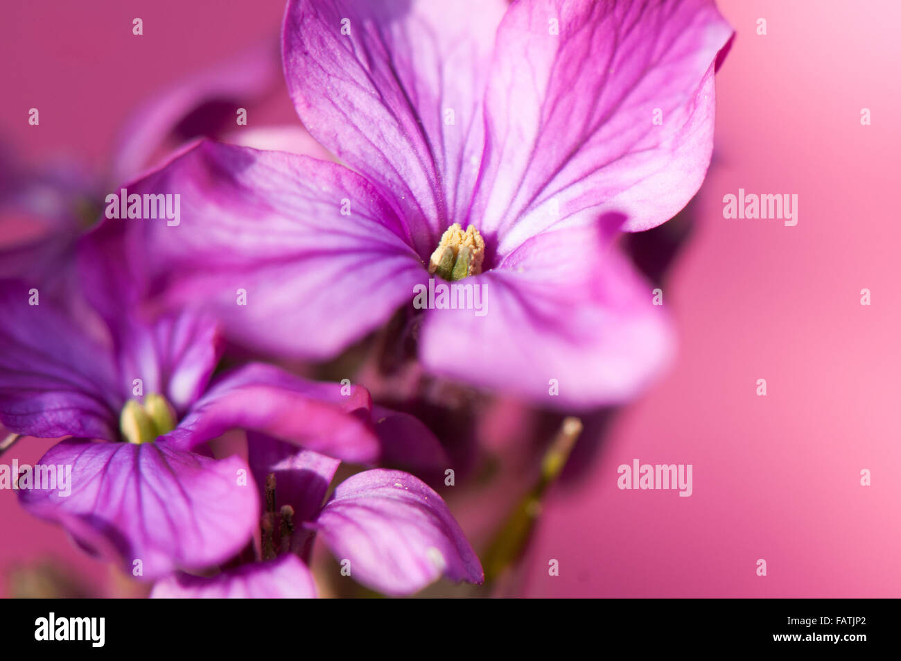 Honesty plant hi-res stock photography and images - Alamy