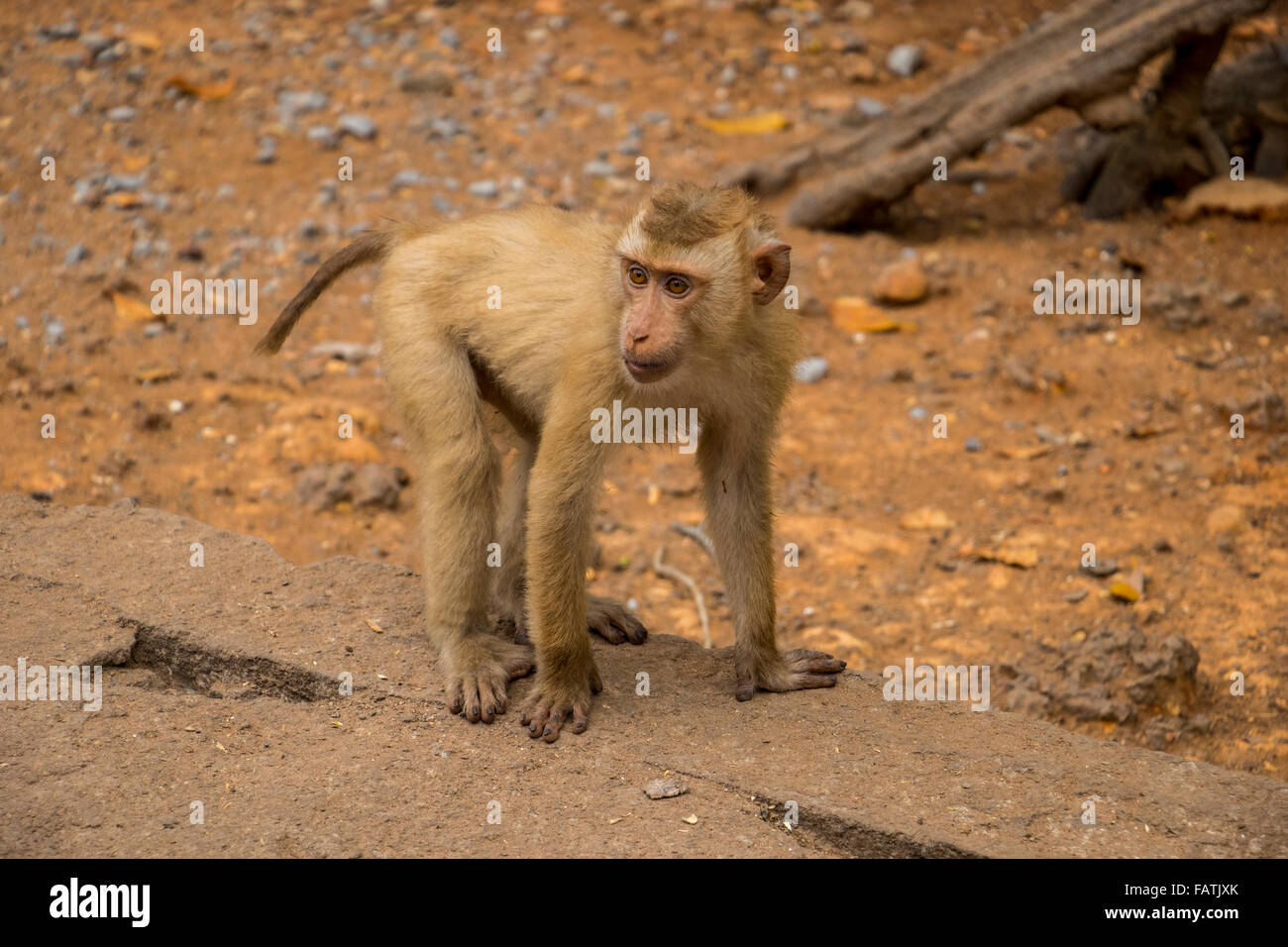 Long tailed macquade monkey on Dao Khi monkey Island in mangrove swamps ...