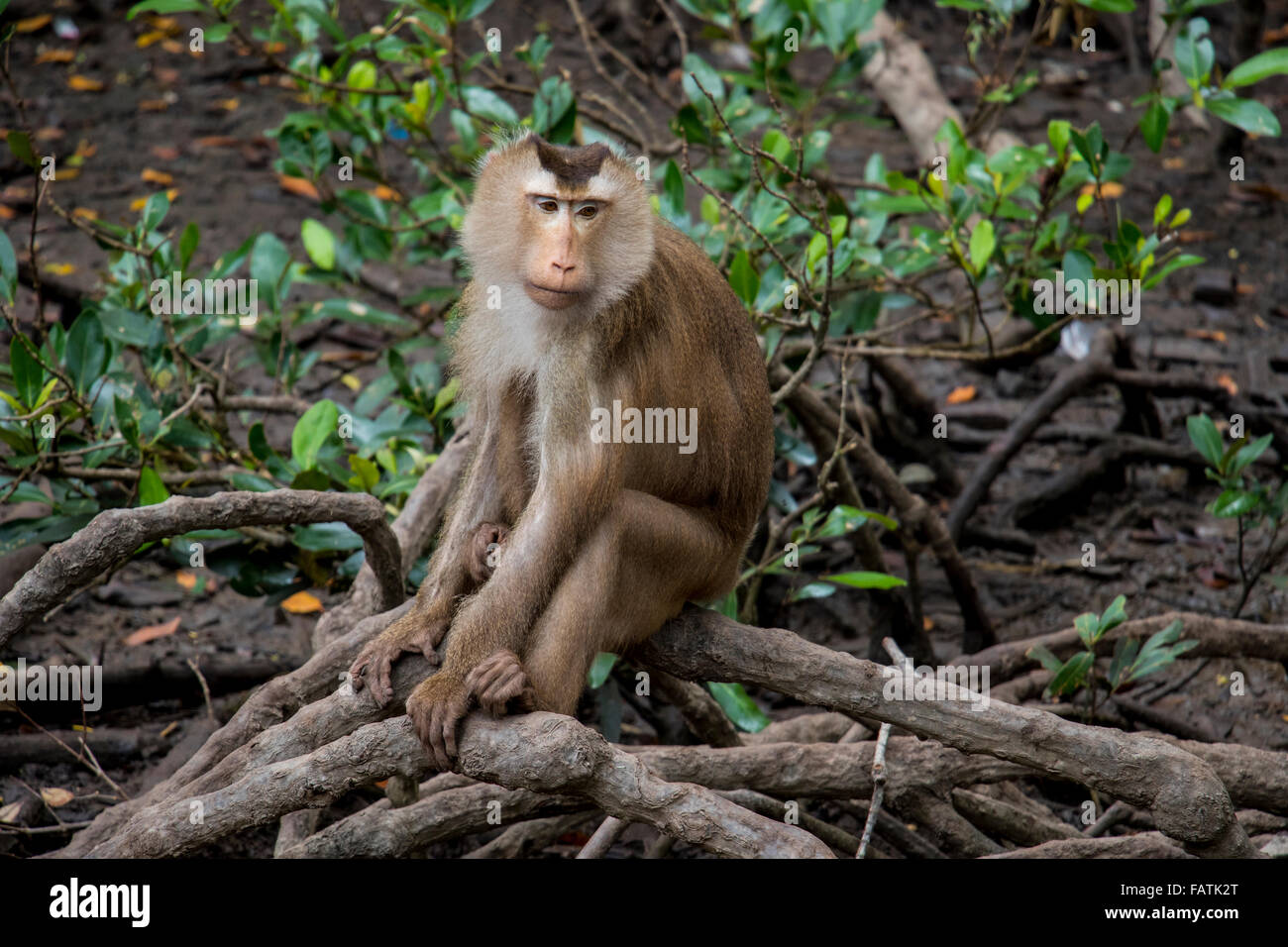 Dao khi hi-res stock photography and images - Alamy