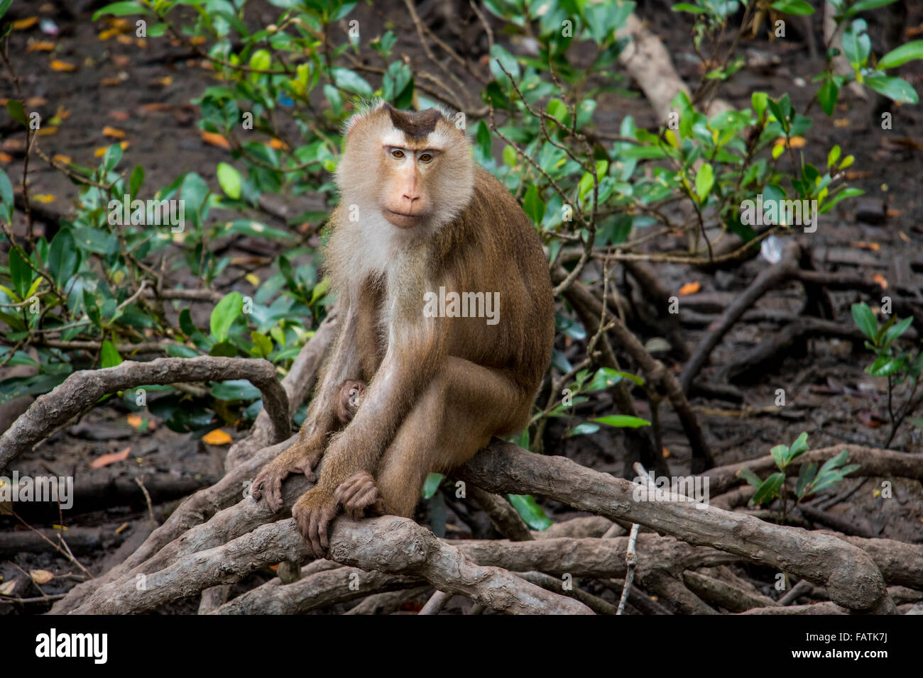 Long tailed macquade monkey on Dao Khi monkey Island in mangrove swamps ...