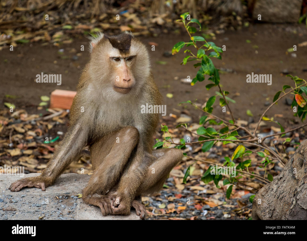 Long tailed macquade monkey on Dao Khi monkey Island in mangrove swamps ...