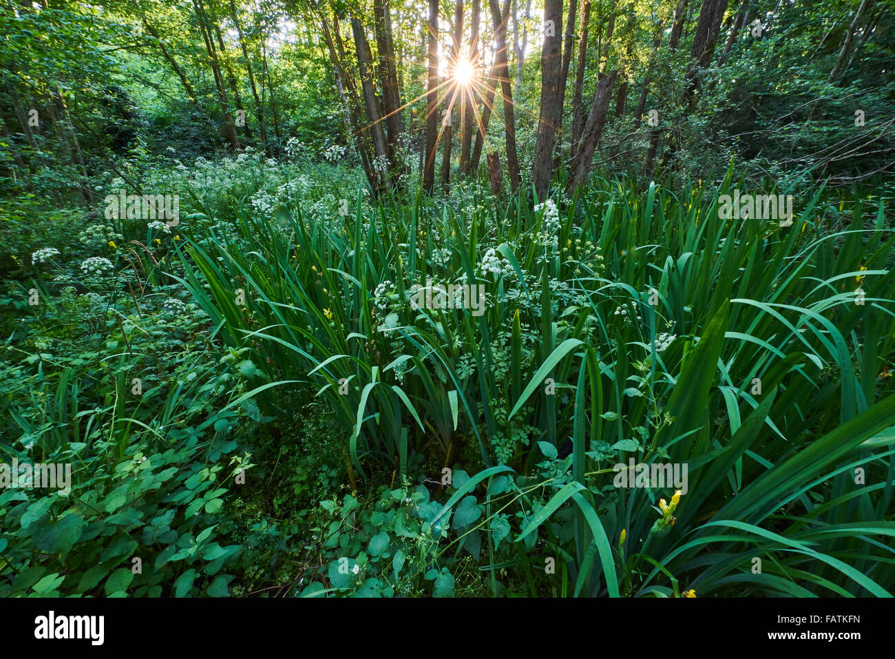 Wet woodland hi-res stock photography and images - Alamy