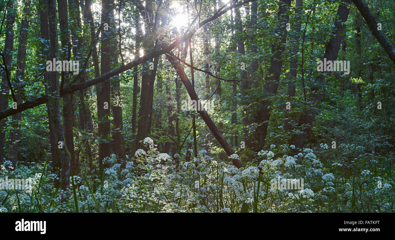Ancient alder carr deciduous wet woodland Stock Photo - Alamy