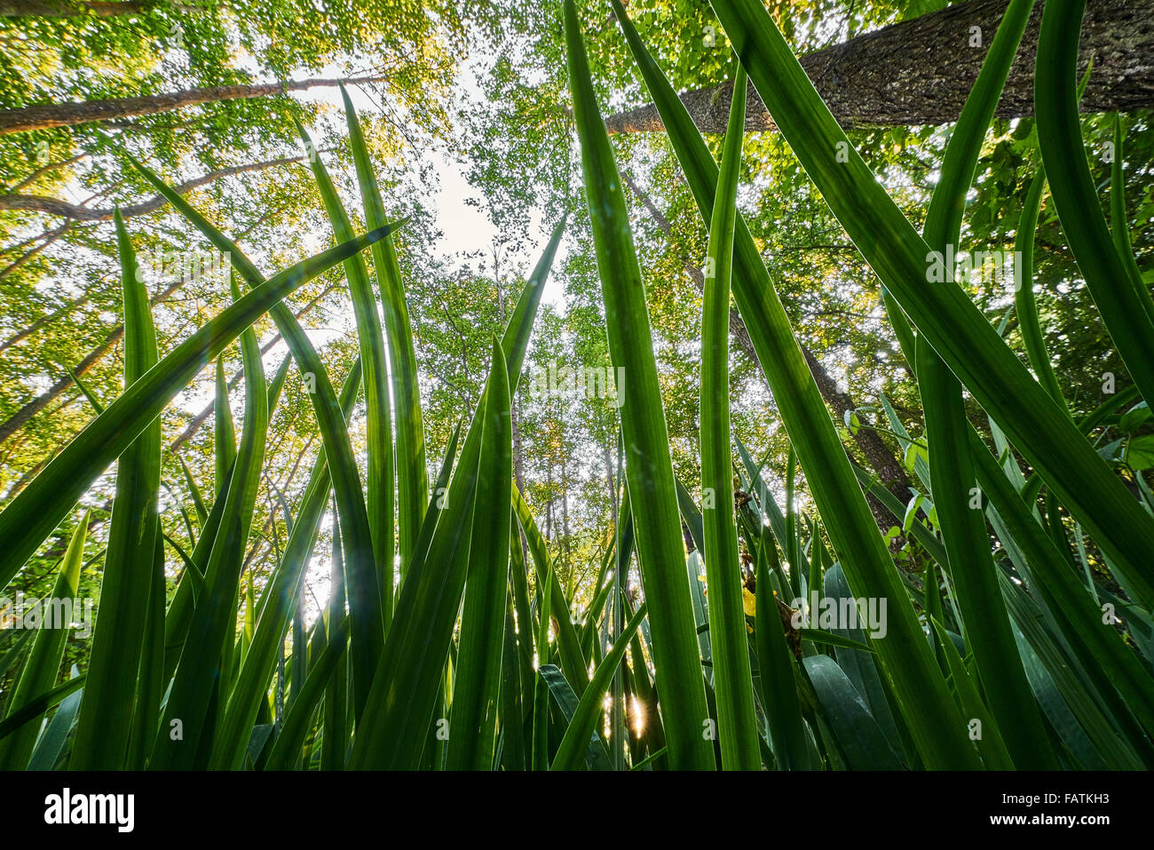 Ancient alder carr deciduous wet woodland Stock Photo - Alamy