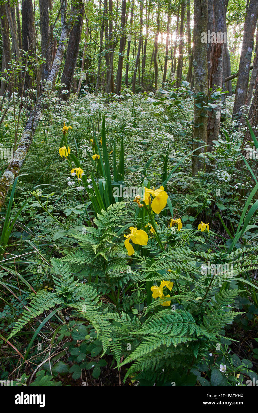 Ancient alder carr deciduous wet woodland Stock Photo - Alamy