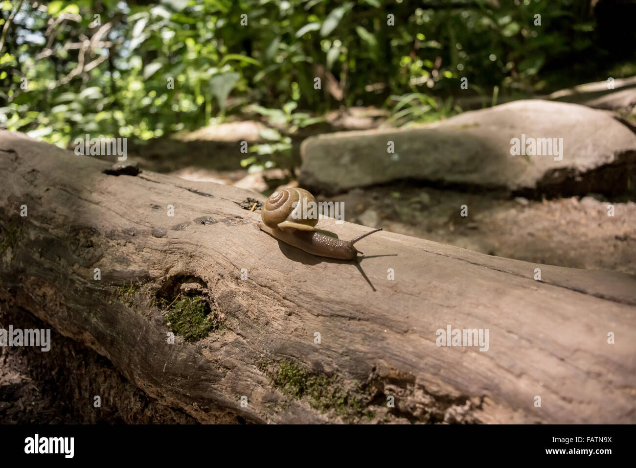 A snail creeps across a log in the forest Stock Photo - Alamy