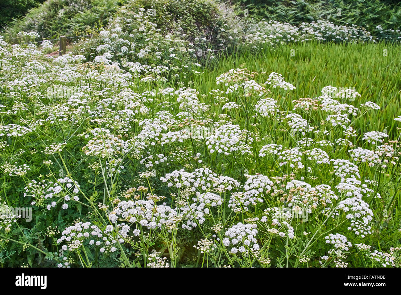 Hemlock water dropwort hi-res stock photography and images - Alamy