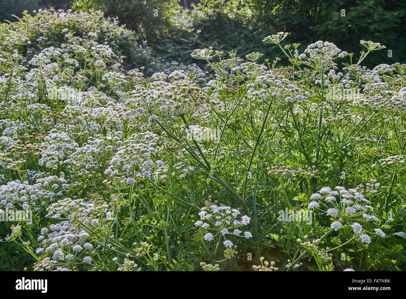 Hemlock Water Dropwort Oenanthe crocata Stock Photo - Alamy