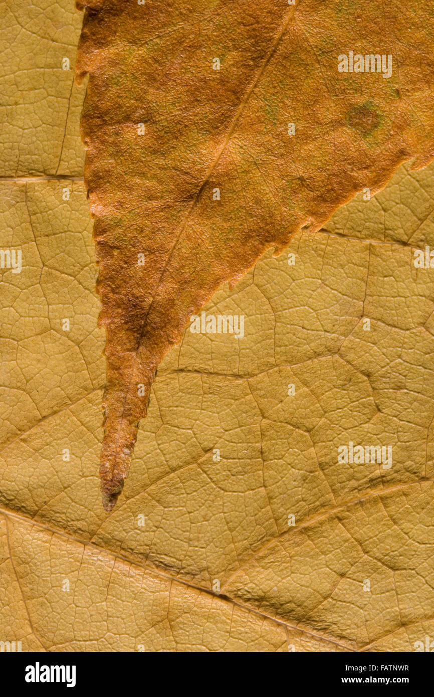 Two dried Autumn leaves Stock Photo - Alamy