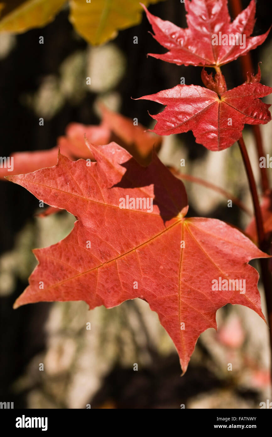Red maple seasons hi-res stock photography and images - Alamy