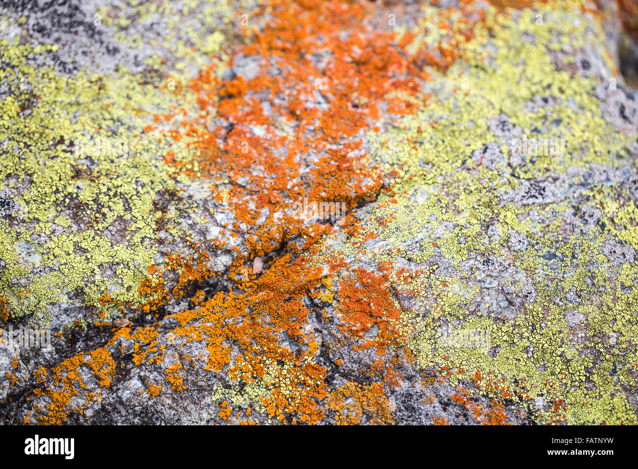 Red crustose lichen hi-res stock photography and images - Alamy