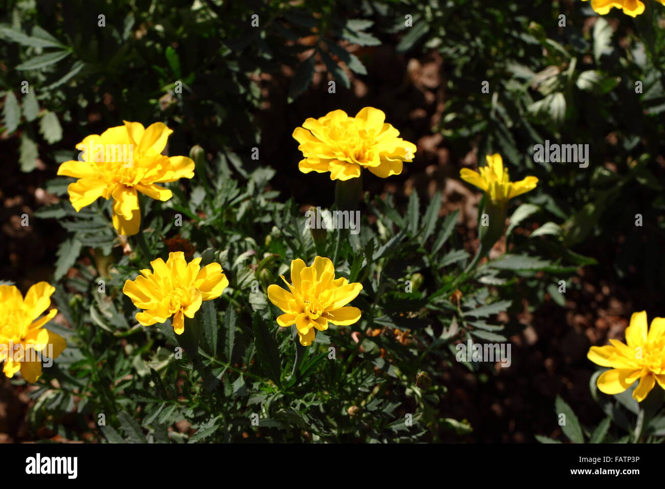 Full blooming Chrysanthemum flowers in the garden Stock Photo - Alamy