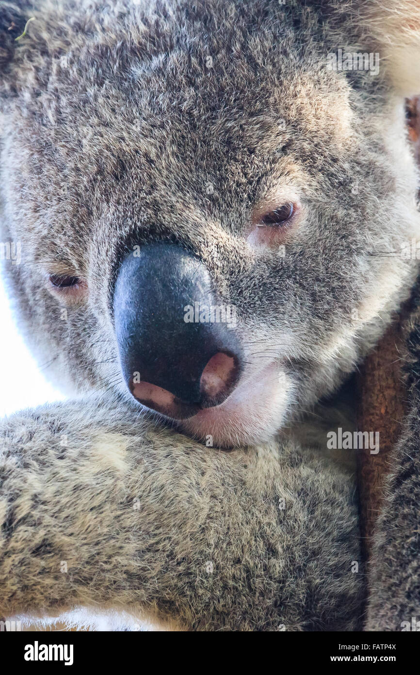 Koala head hi-res stock photography and images - Alamy
