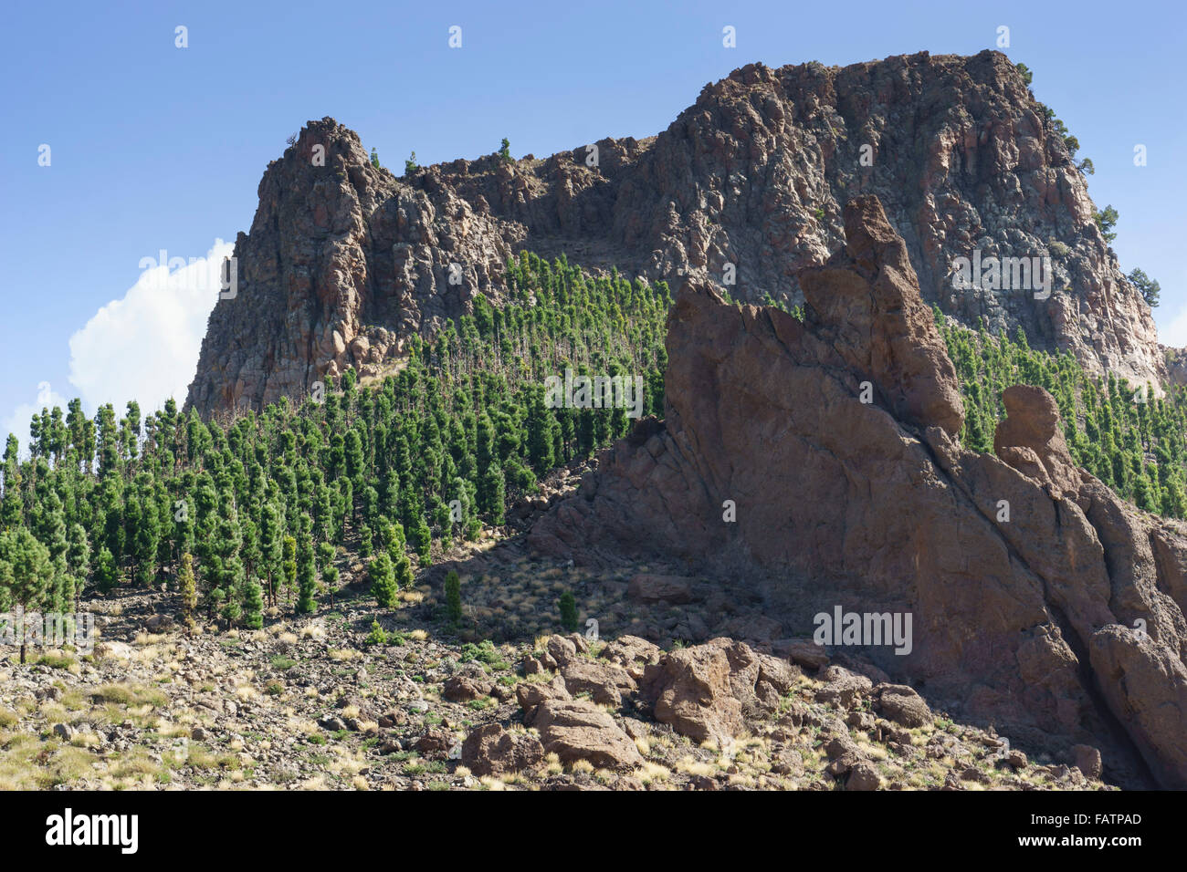 Canarian pine trees pinus canariensis hi-res stock photography and ...