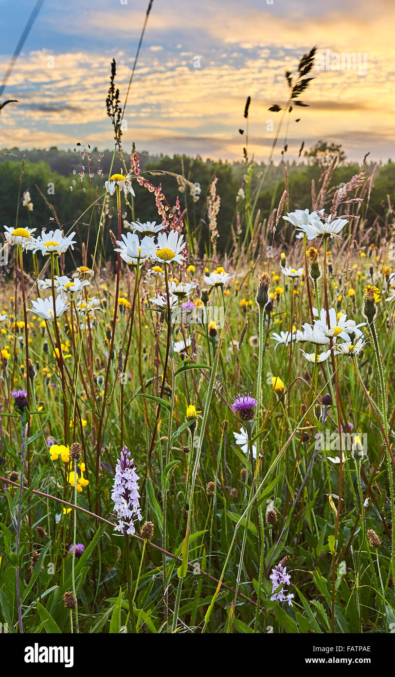 Ancient Hay Meadow of the Sussex Weald in Flower Stock Photo - Alamy