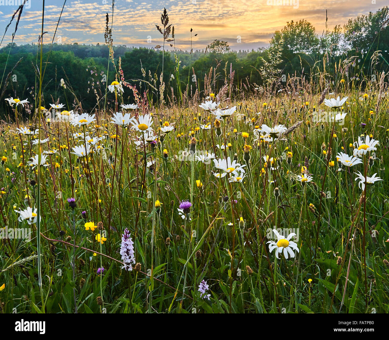 Hay flower hi-res stock photography and images - Alamy