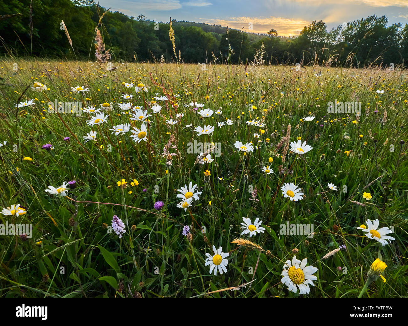 Ancient Hay Meadow of the Sussex Weald in Flower Stock Photo - Alamy
