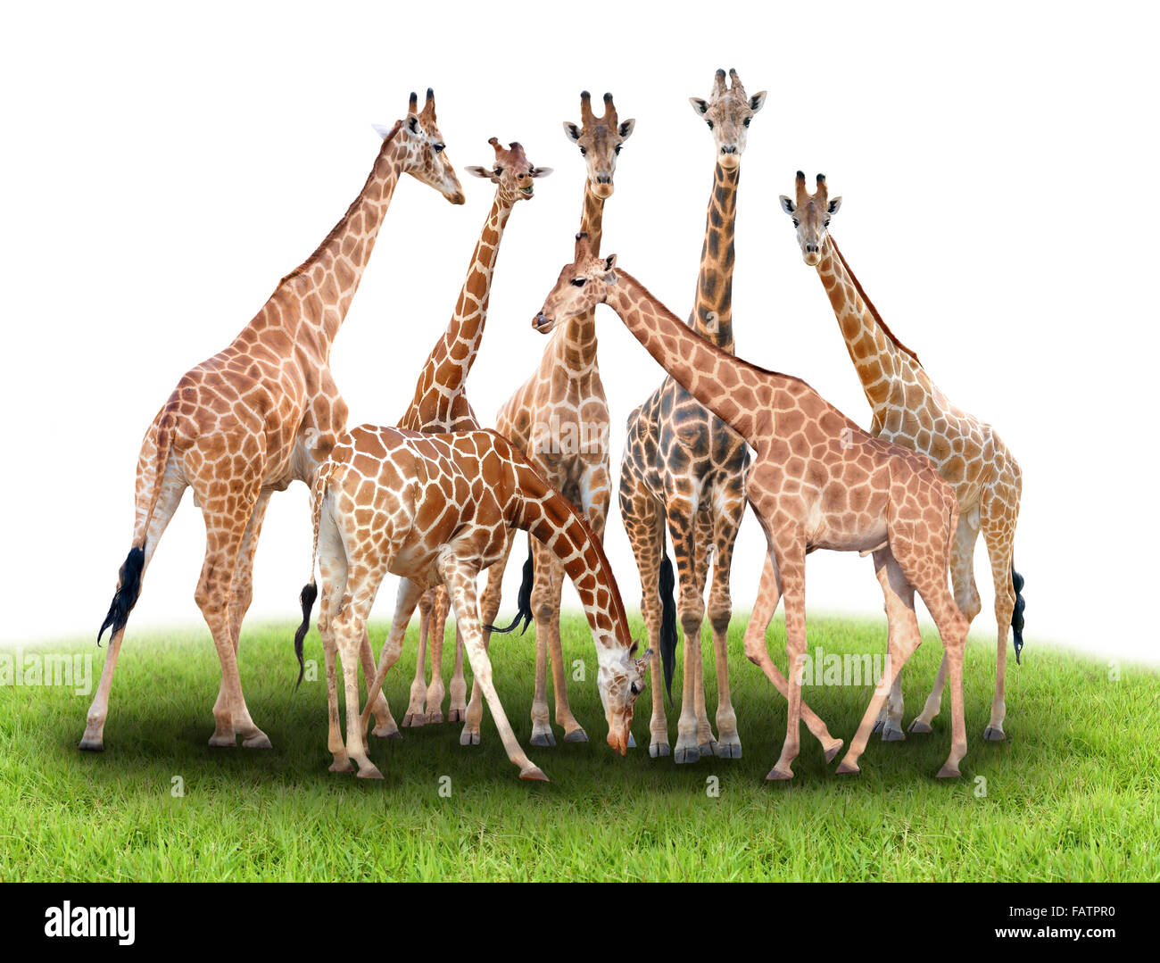 group of giraffe on fresh green grass Stock Photo - Alamy