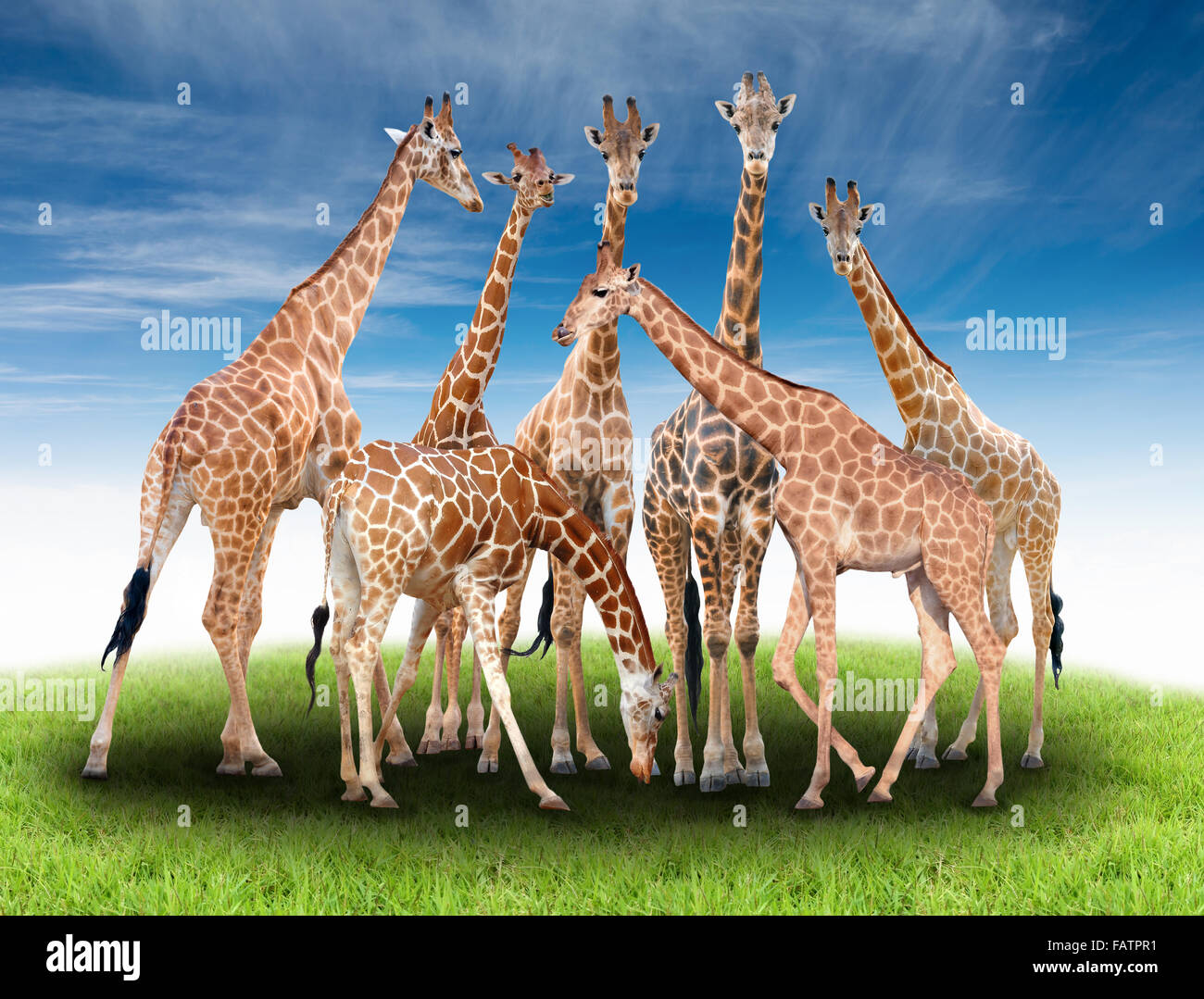 group of giraffe with green grass and blue sky Stock Photo - Alamy