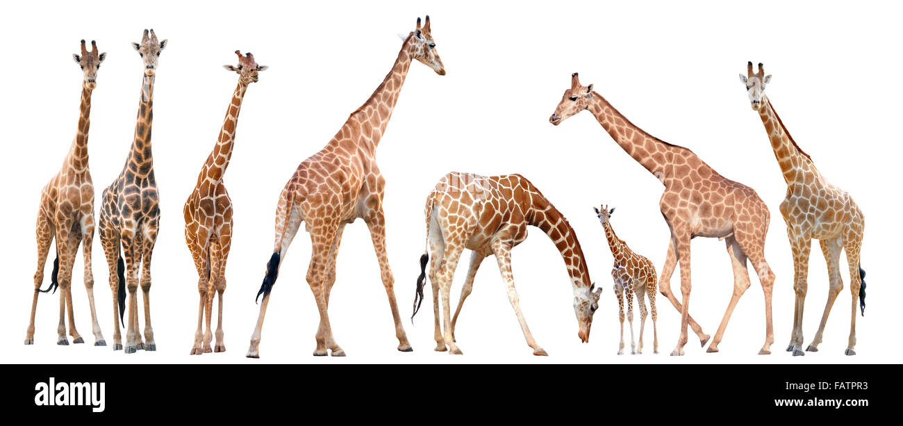 group of giraffe isolated on white background Stock Photo - Alamy
