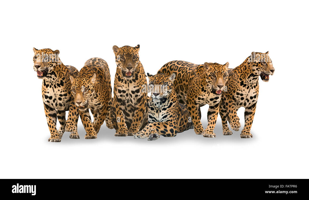 Jaguar Cut Out Stock Images & Pictures - Alamy