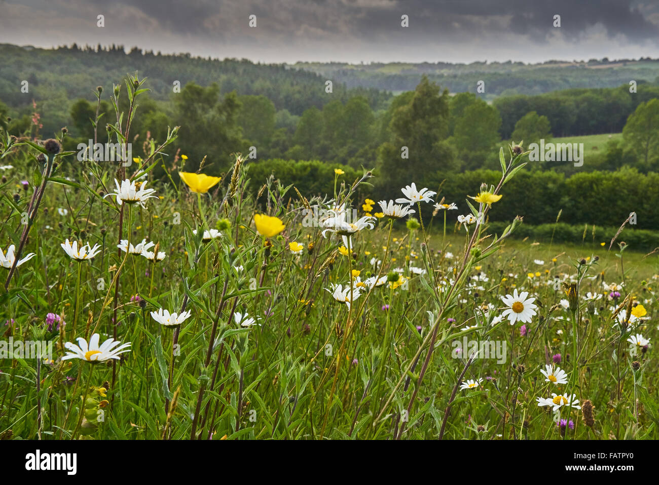 Ancient Species Rich Neutral Grassland Meadow in the High Weald of ...