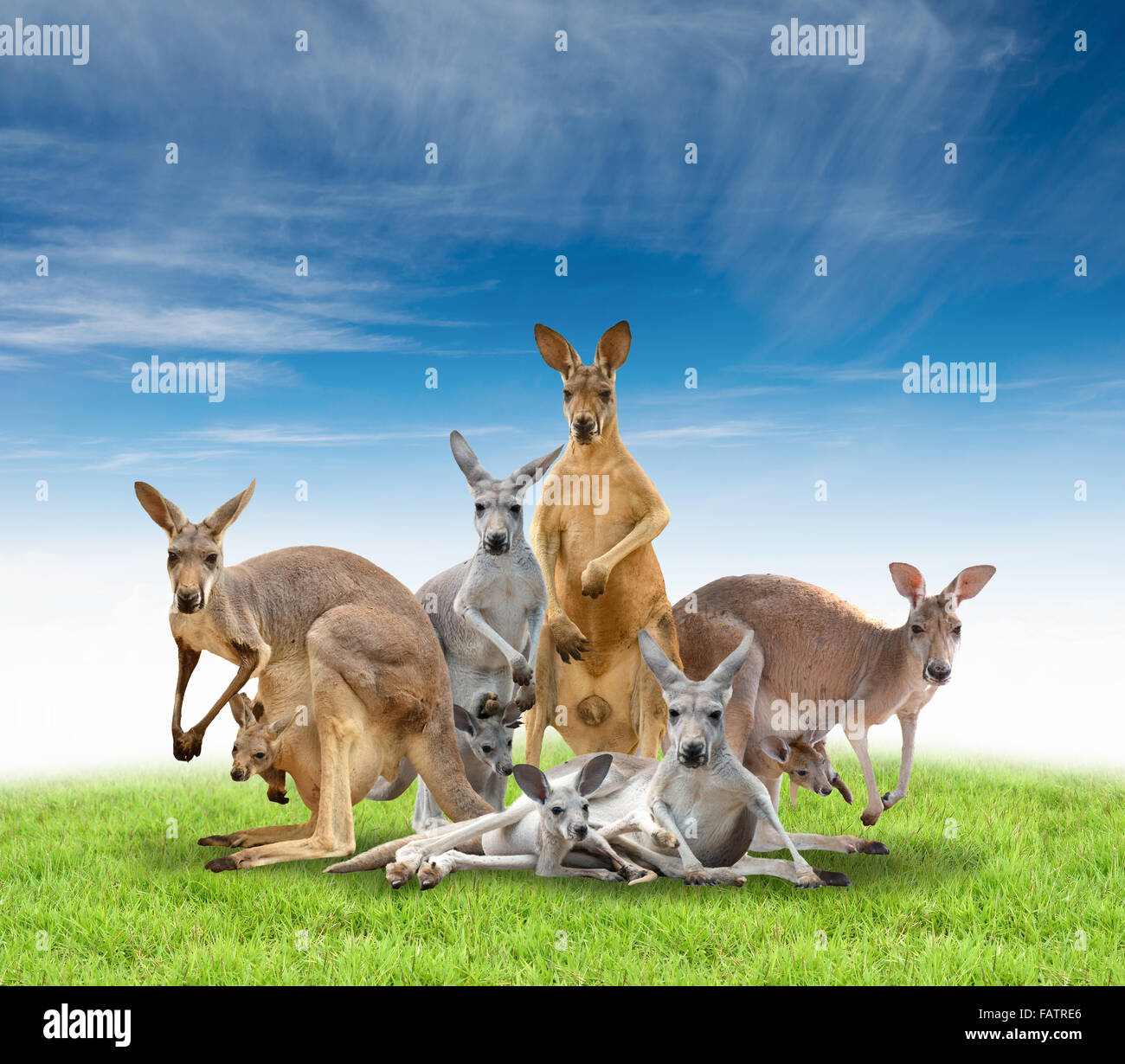 Blue kangaroo hi-res stock photography and images - Alamy