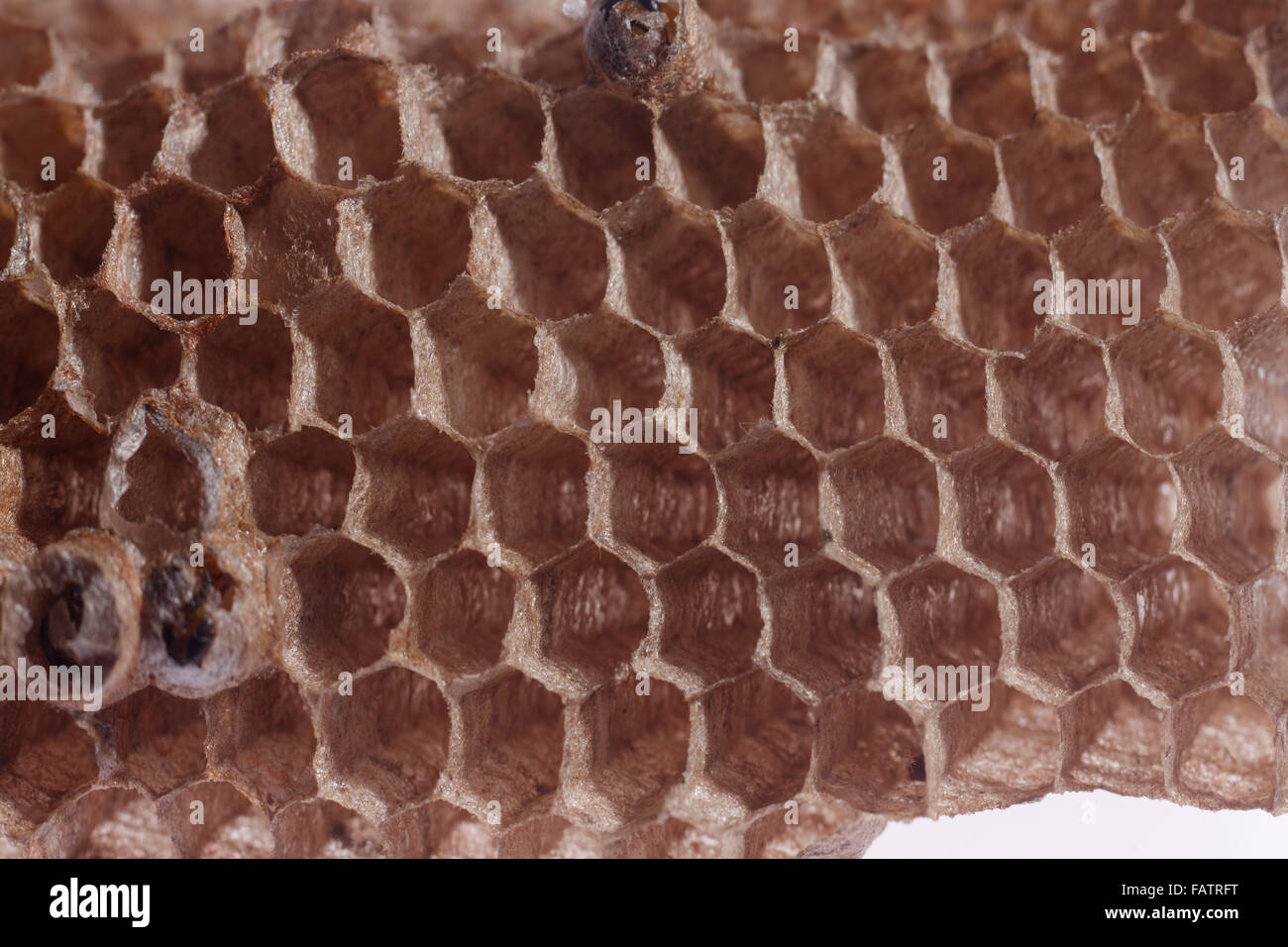 close up of the fresh honeycomb Stock Photo - Alamy
