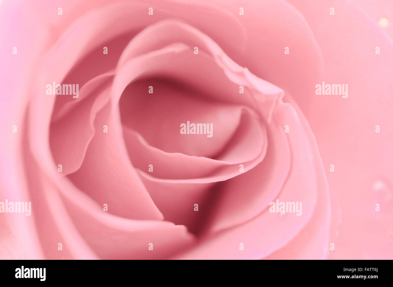 Beautiful pink Rose close up center Stock Photo - Alamy