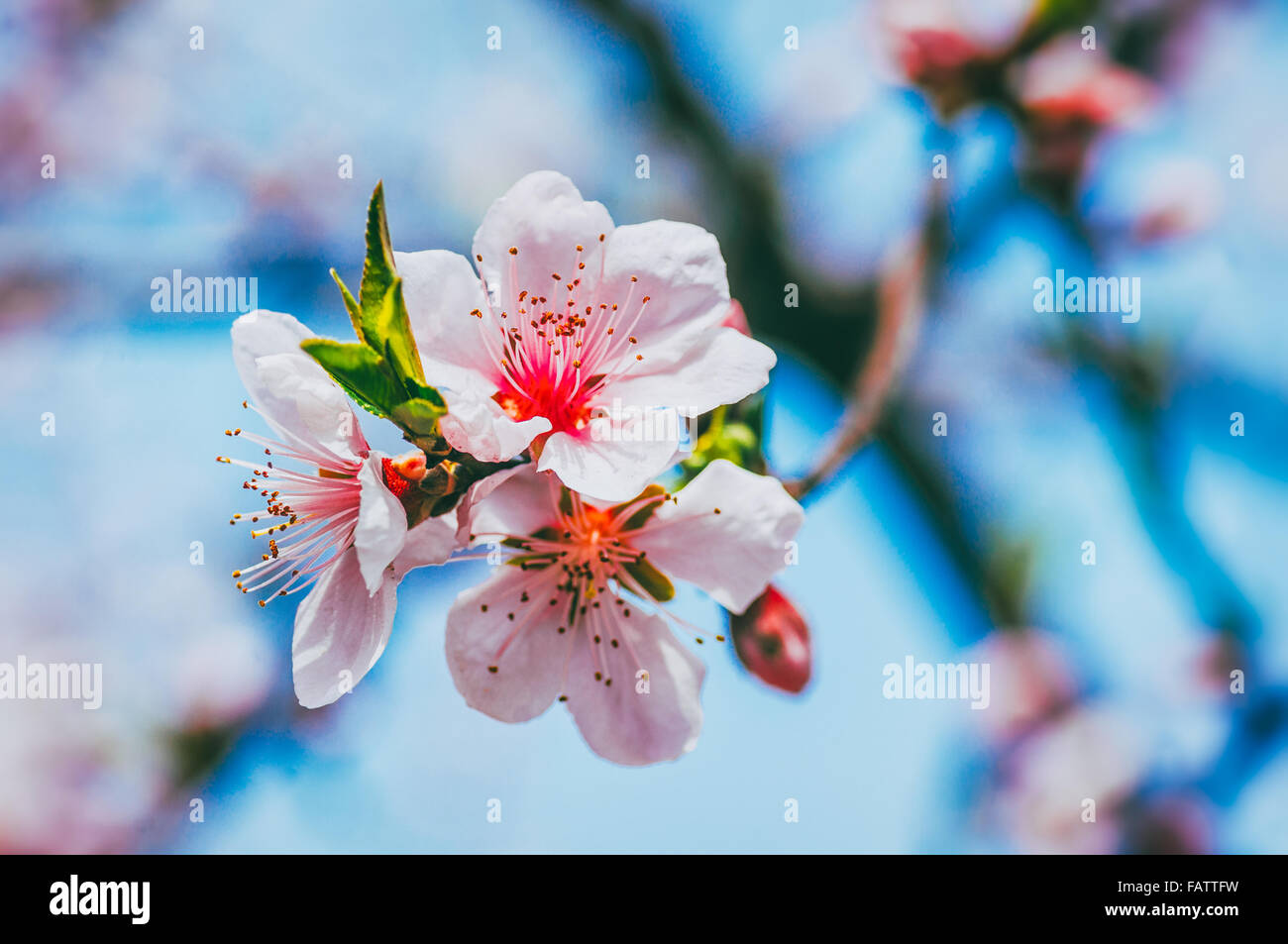 sakura cherry blossom, close up of flowers Stock Photo - Alamy