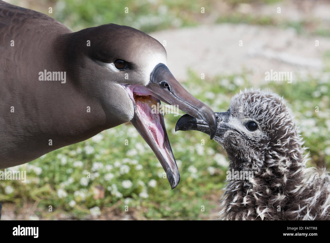 Black-footed Albatross (Phoebastria nigripes) parent feeding stomach ...