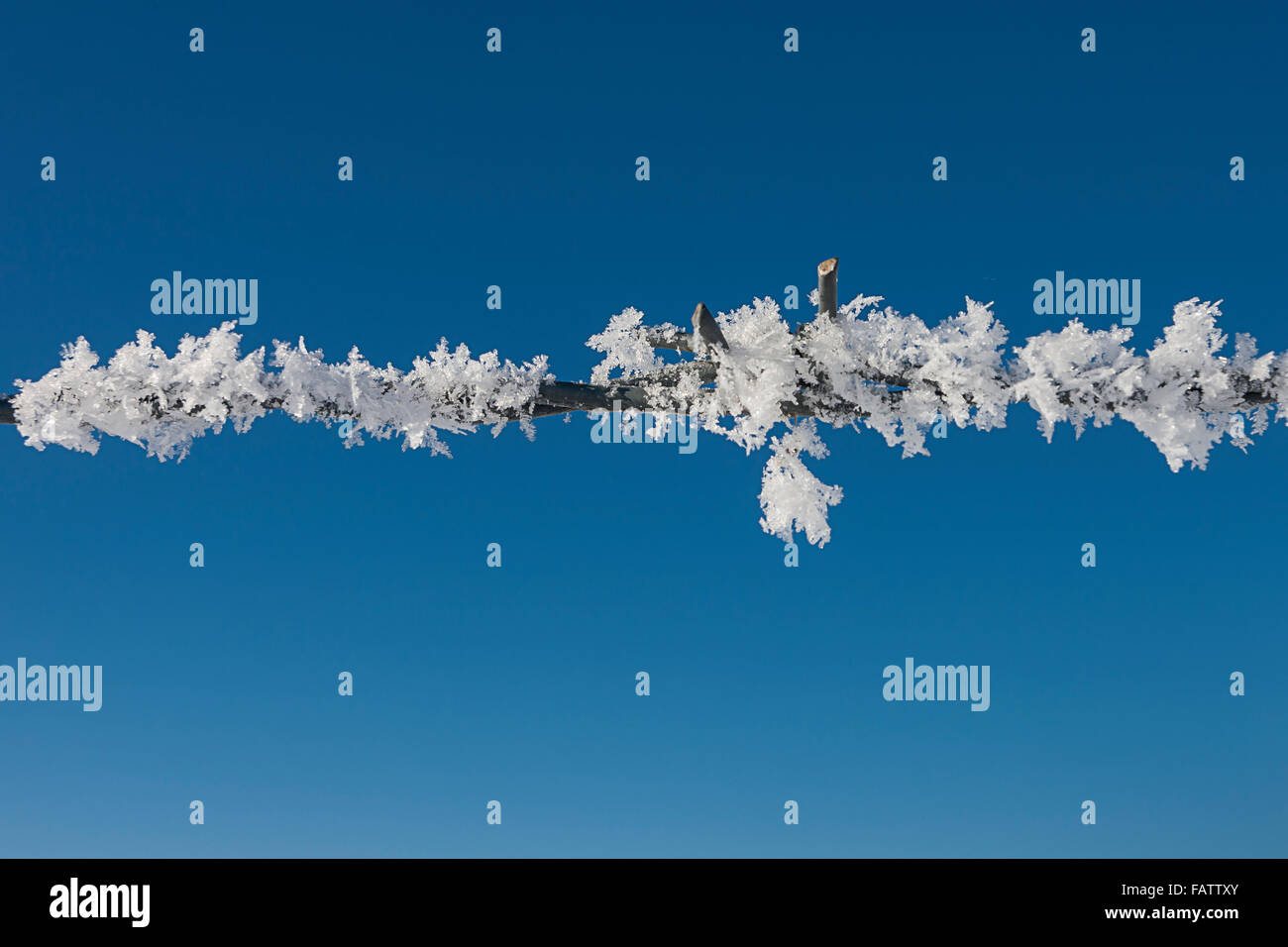 Thick hoar frost covers the barbed wire fence Stock Photo - Alamy