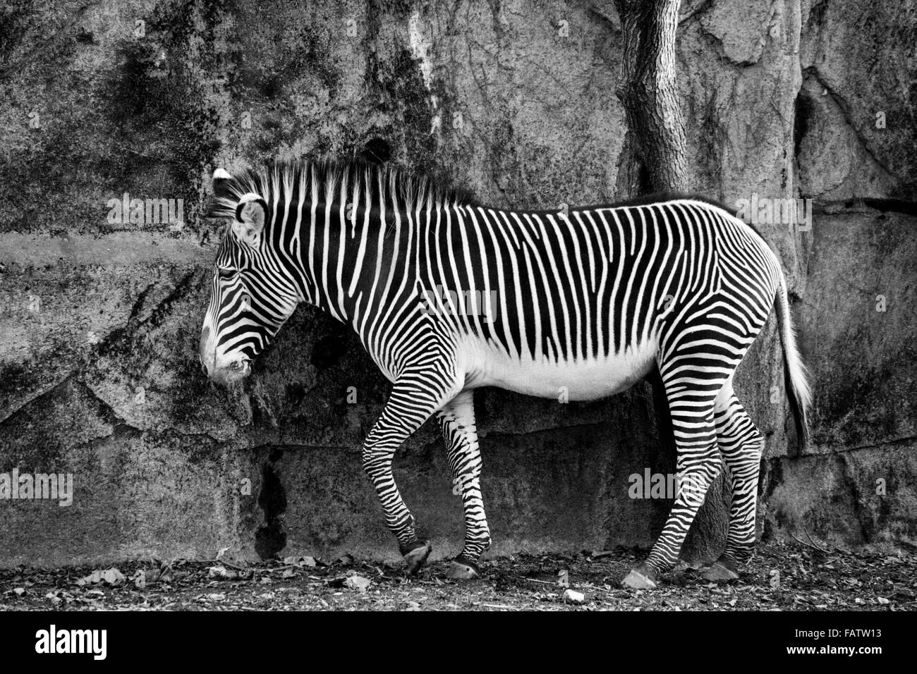 Black and white photo of a Grevy's zebra at Lincoln Park Zoo, Chicago ...