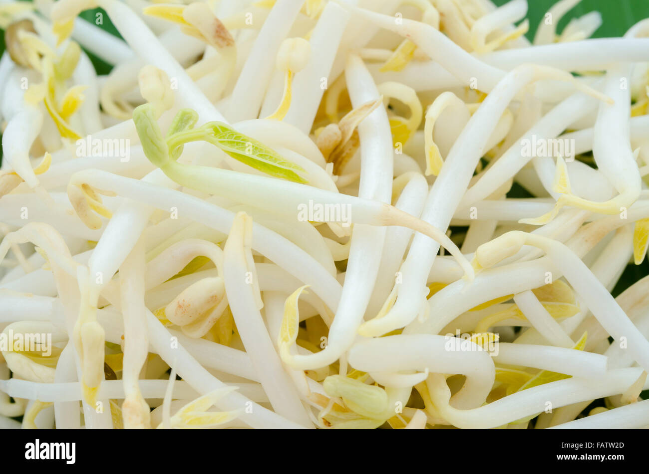 Bean Sprouts on green leaf Stock Photo - Alamy