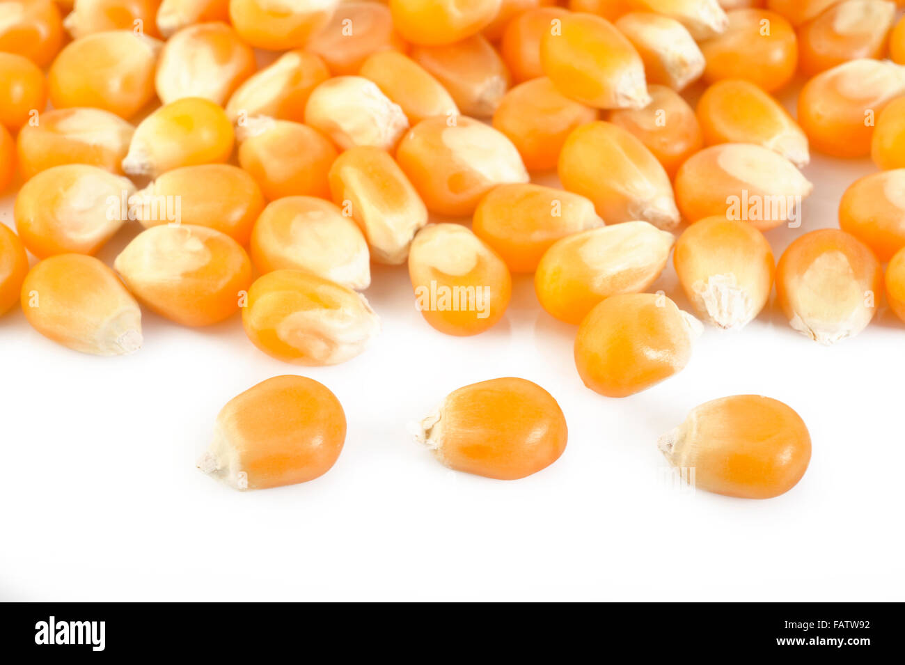 dried corn seeds Stock Photo - Alamy