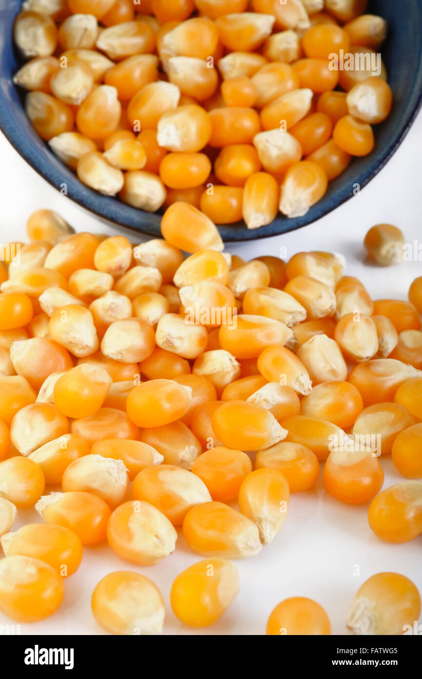 dried corn seeds Stock Photo - Alamy