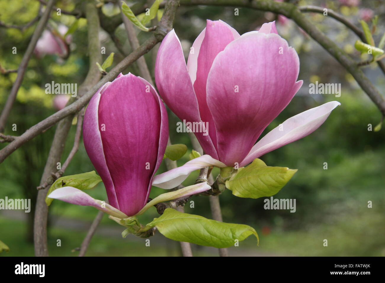 blossoms of a "Magnolien" tree Stock Photo - Alamy