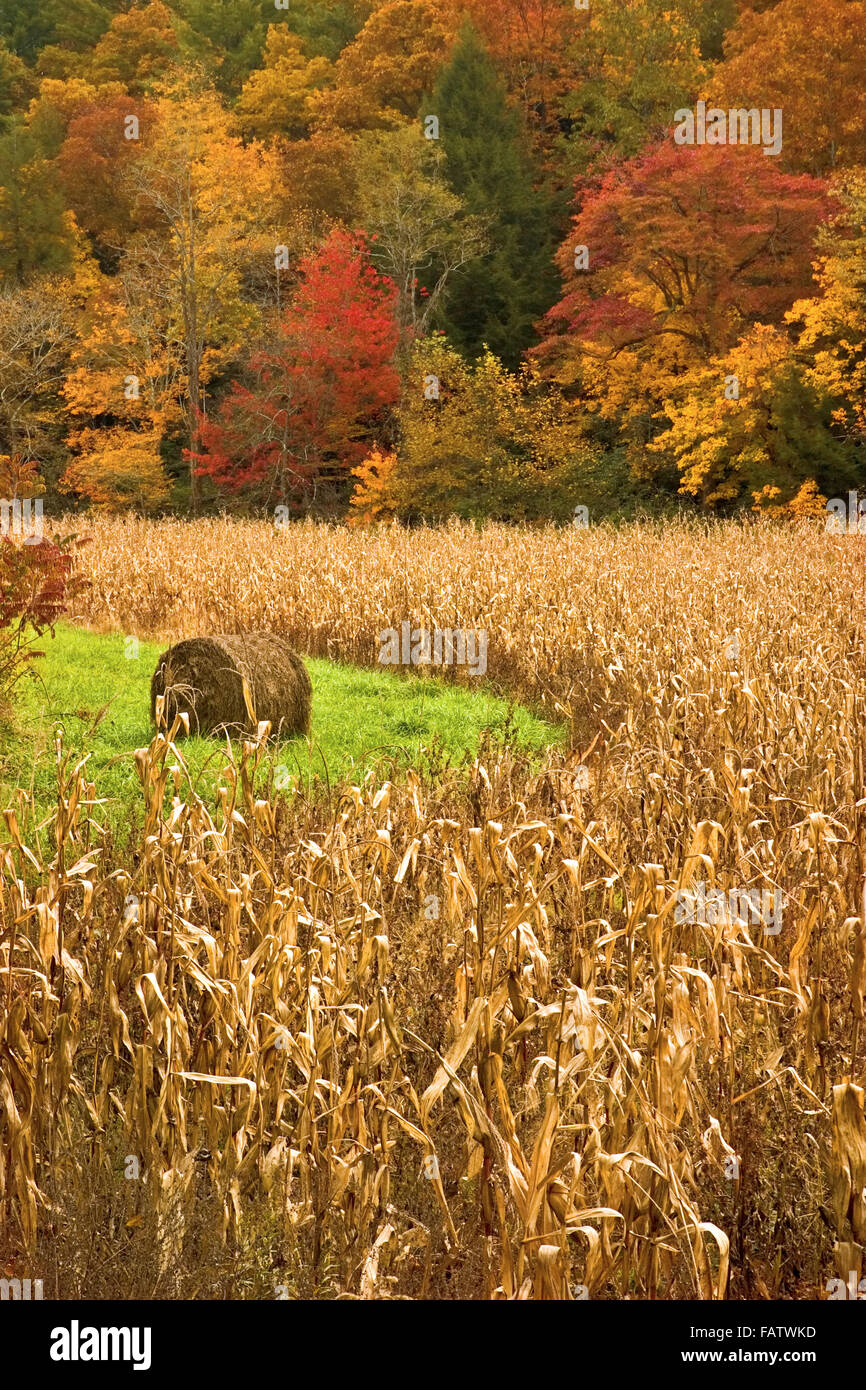 Hay corn hi-res stock photography and images - Alamy