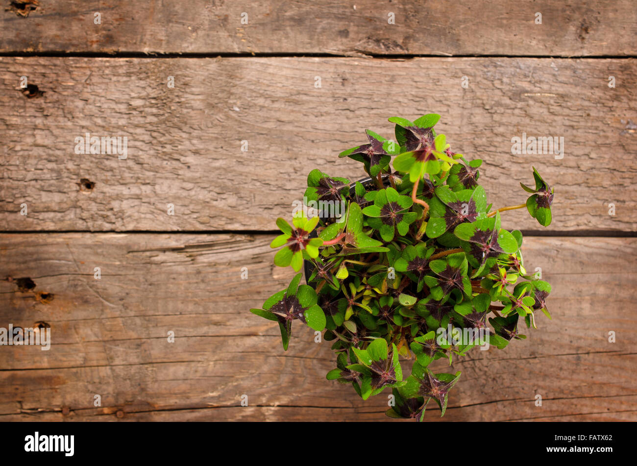 Clover on a rustic wooden table with space for text or image Stock ...