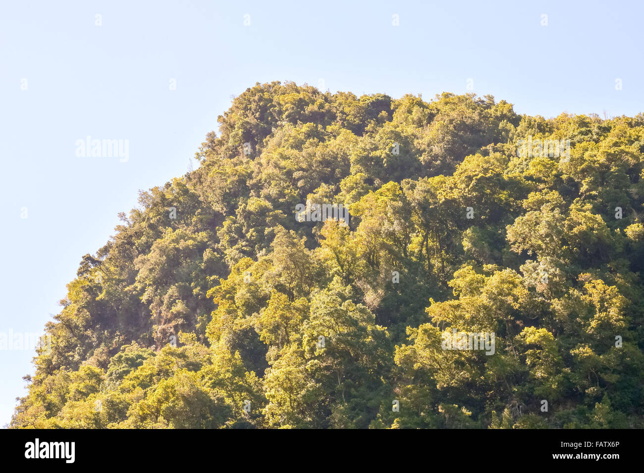 Pine Tree View Stock Photo - Alamy