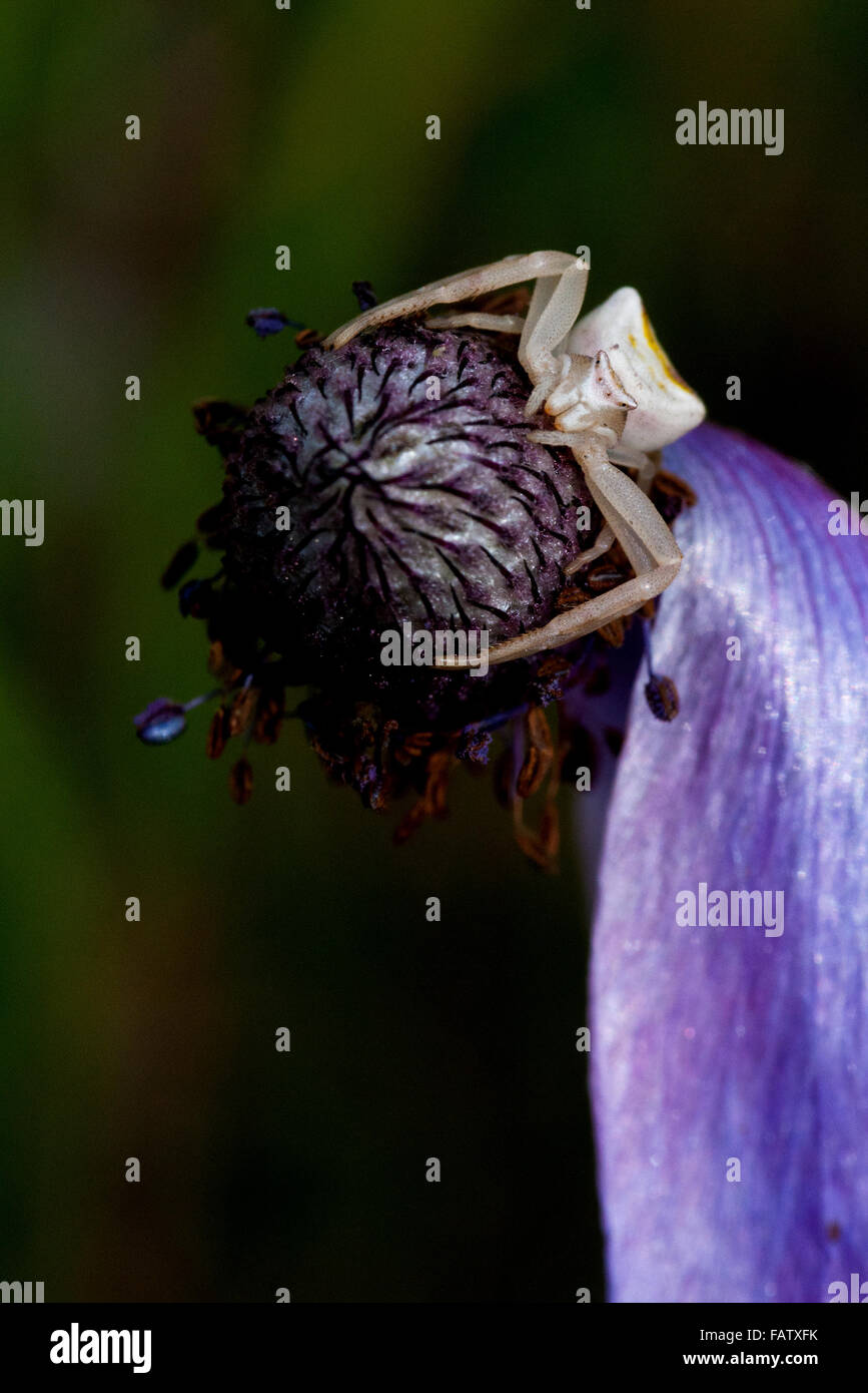Close up of a small white spider insect resting on a flower Stock Photo ...
