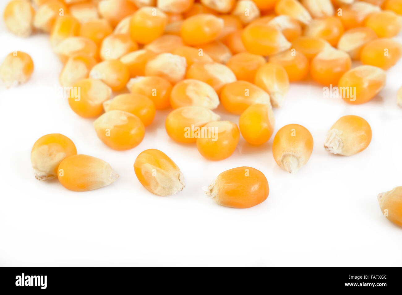 dried corn seeds Stock Photo - Alamy